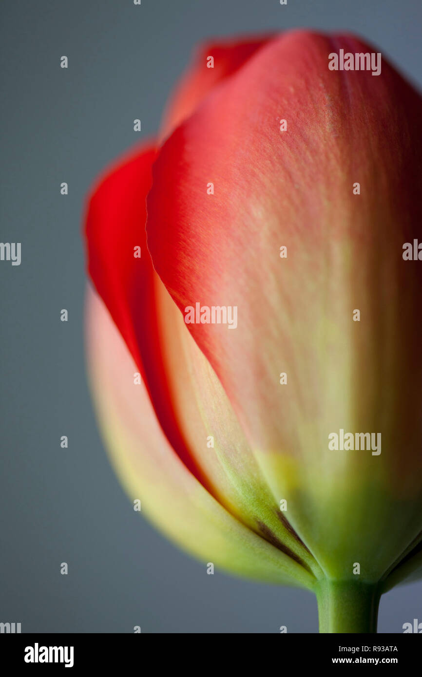 Tulip detail hi-res stock photography and images - Alamy