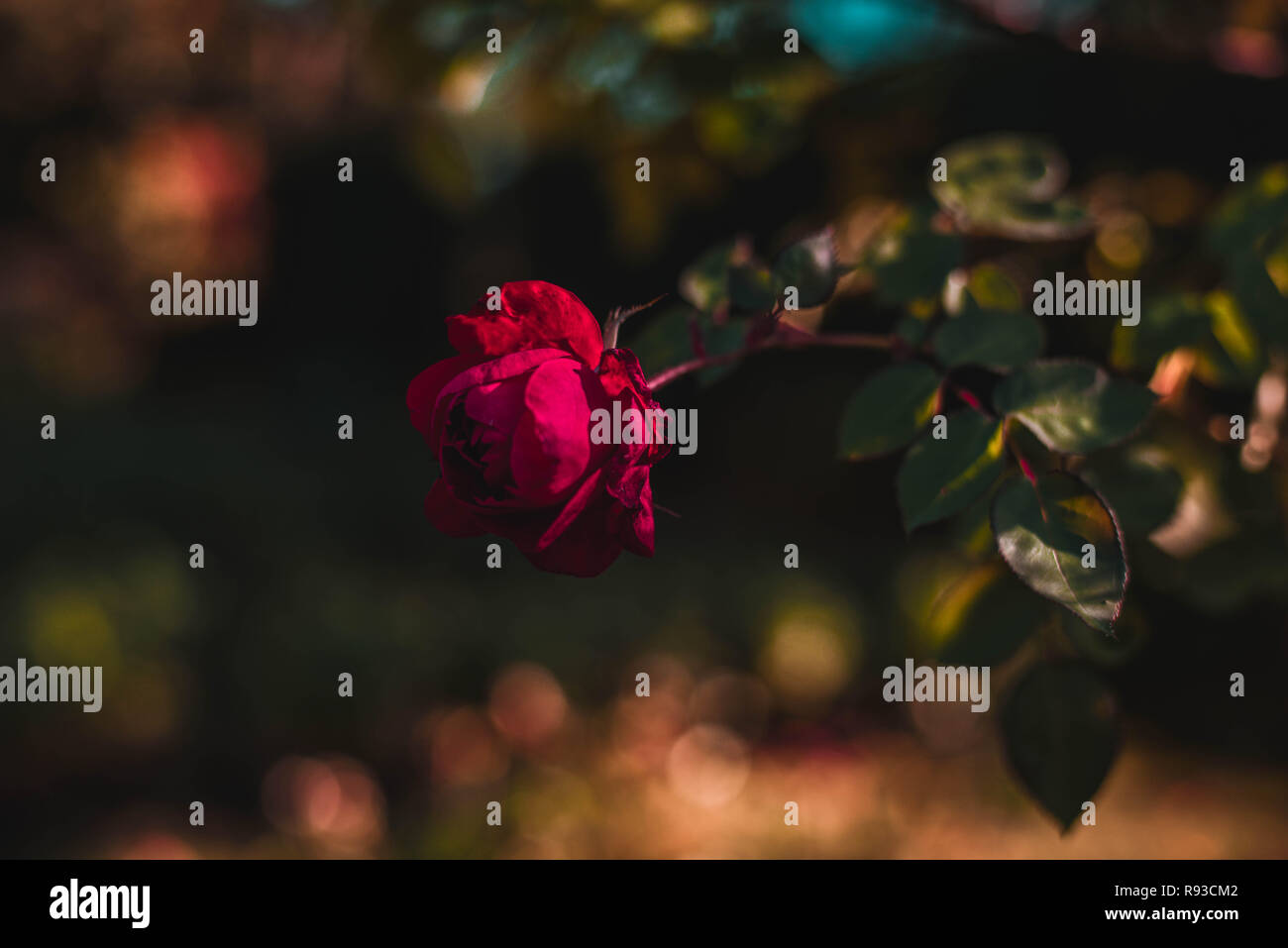 Portland rose garden hi-res stock photography and images - Alamy
