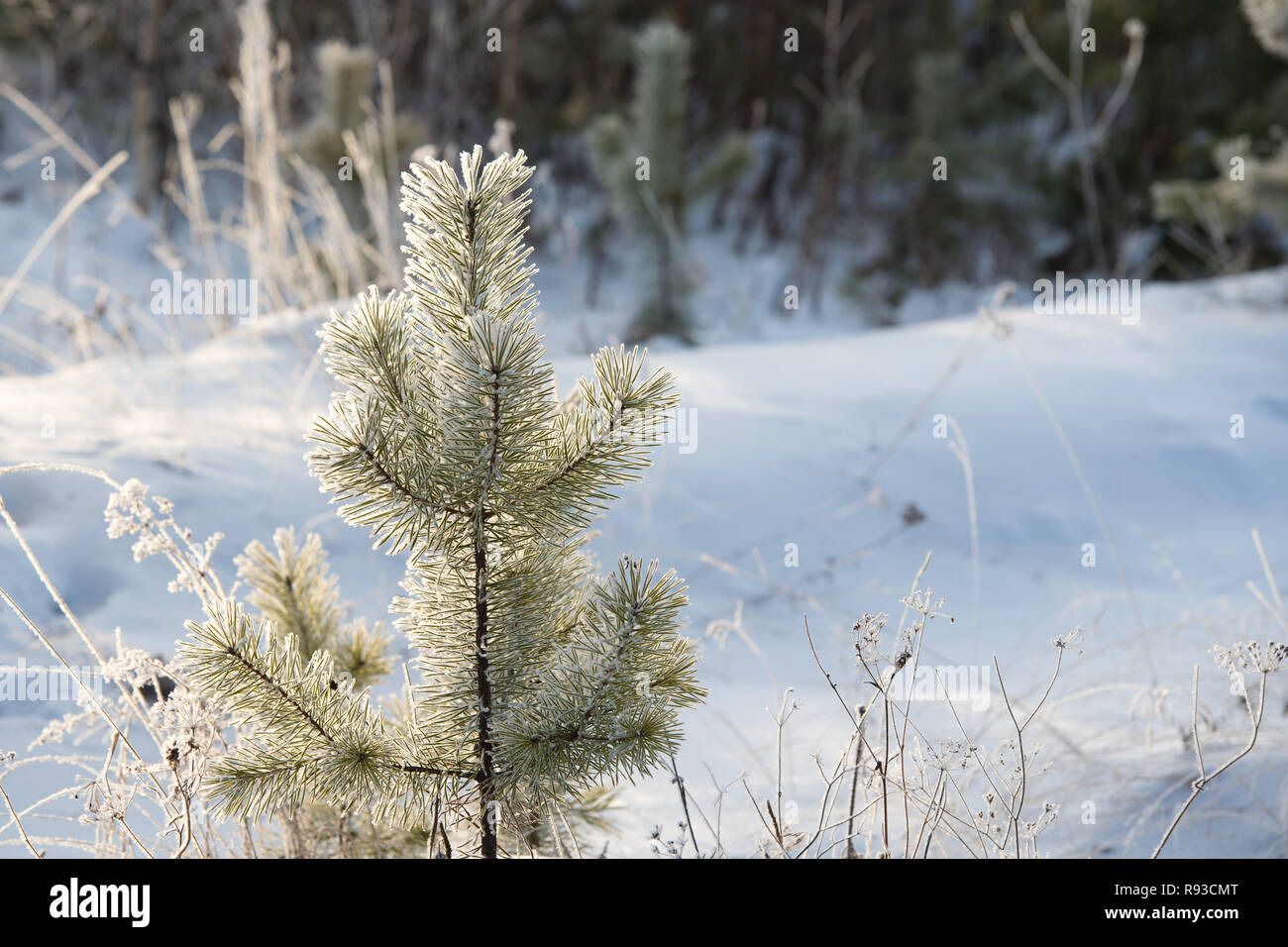 pine branches in the frost , frozen needles Stock Photo - Alamy