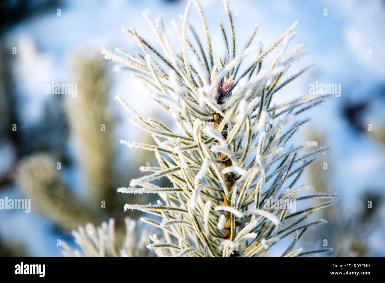 pine branches in the frost , frozen needles Stock Photo - Alamy