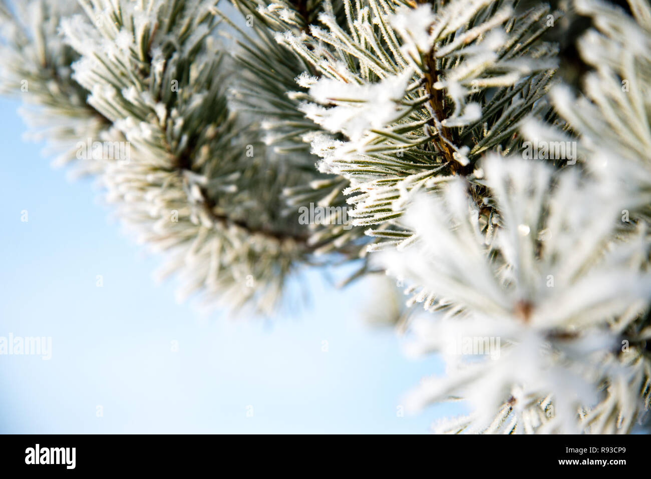 pine branches in the frost , frozen needles Stock Photo - Alamy