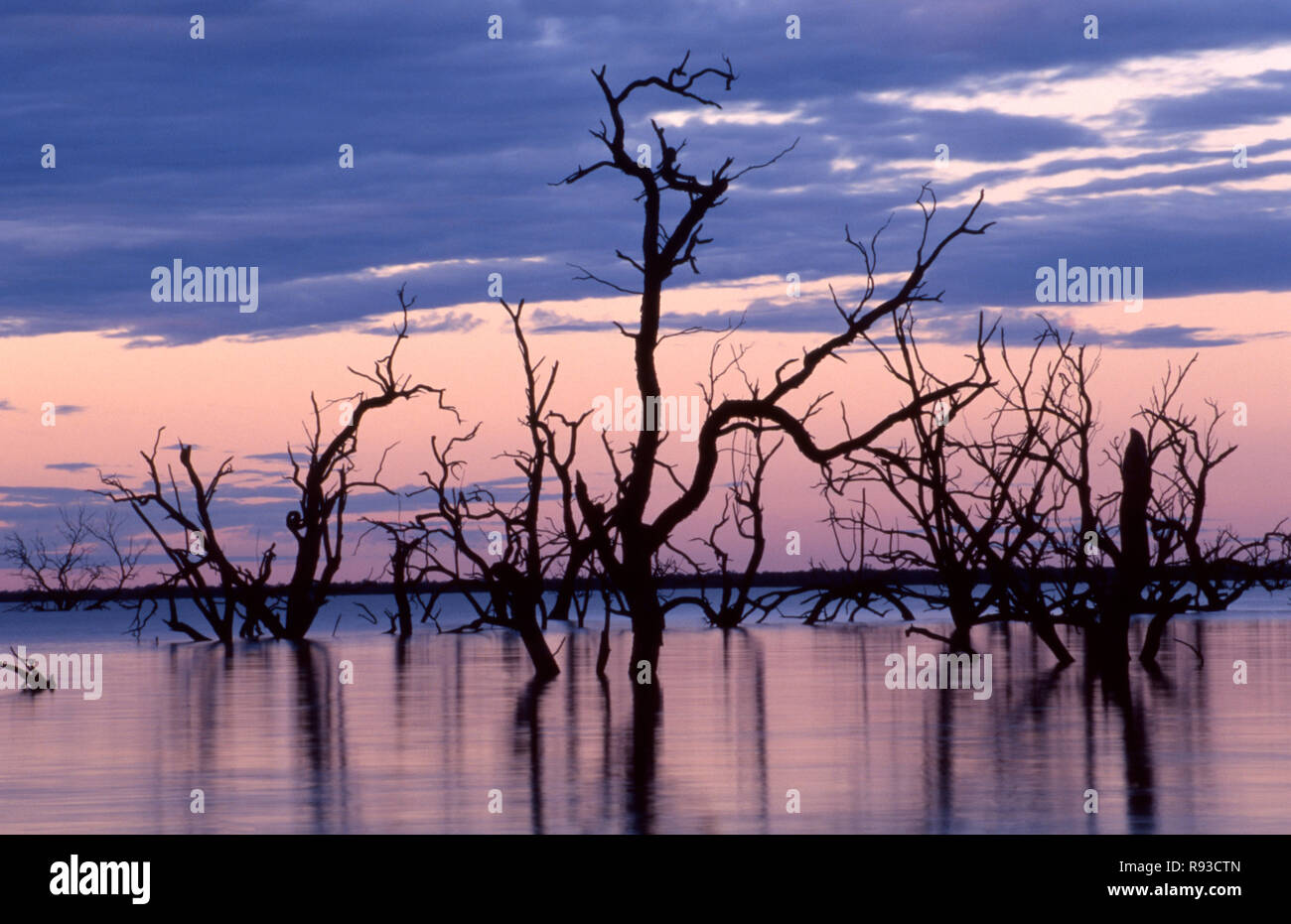 Drowned trees hi-res stock photography and images - Alamy