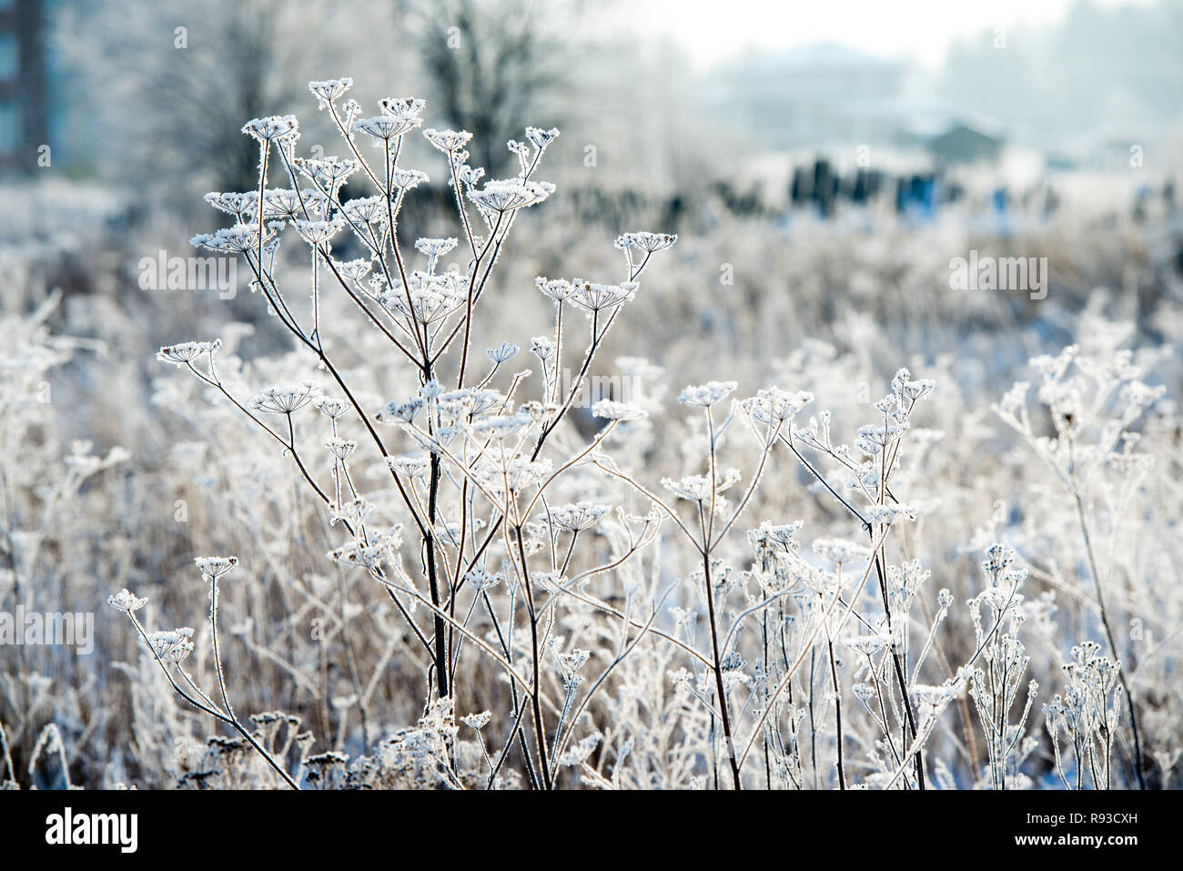 Frosted bare tree branch in winter background, frost on the branches ...