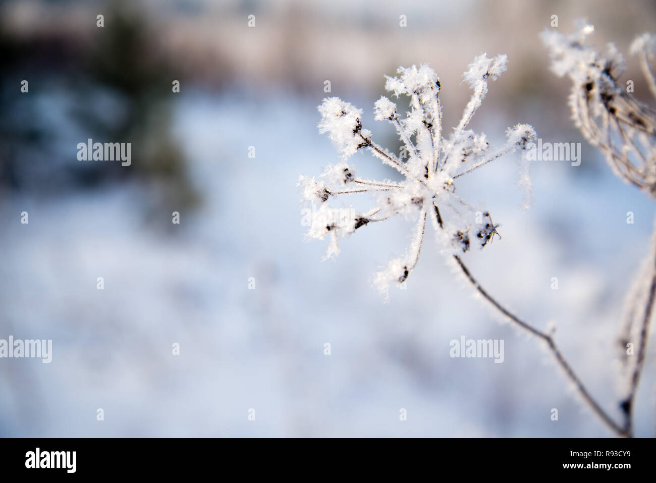 Frosted bare tree branch in winter background, frost on the branches ...