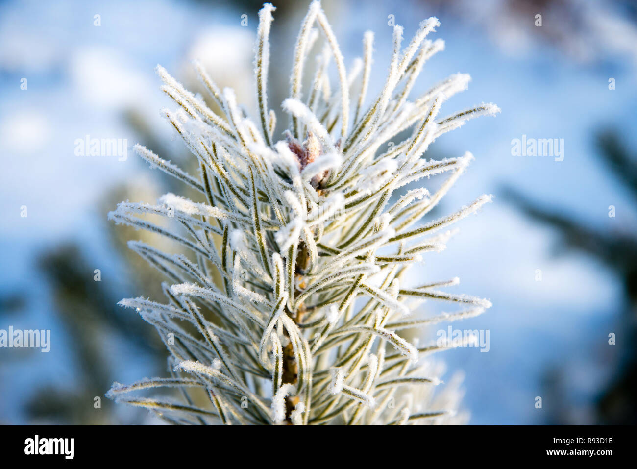 pine branches in the frost , frozen needles Stock Photo - Alamy