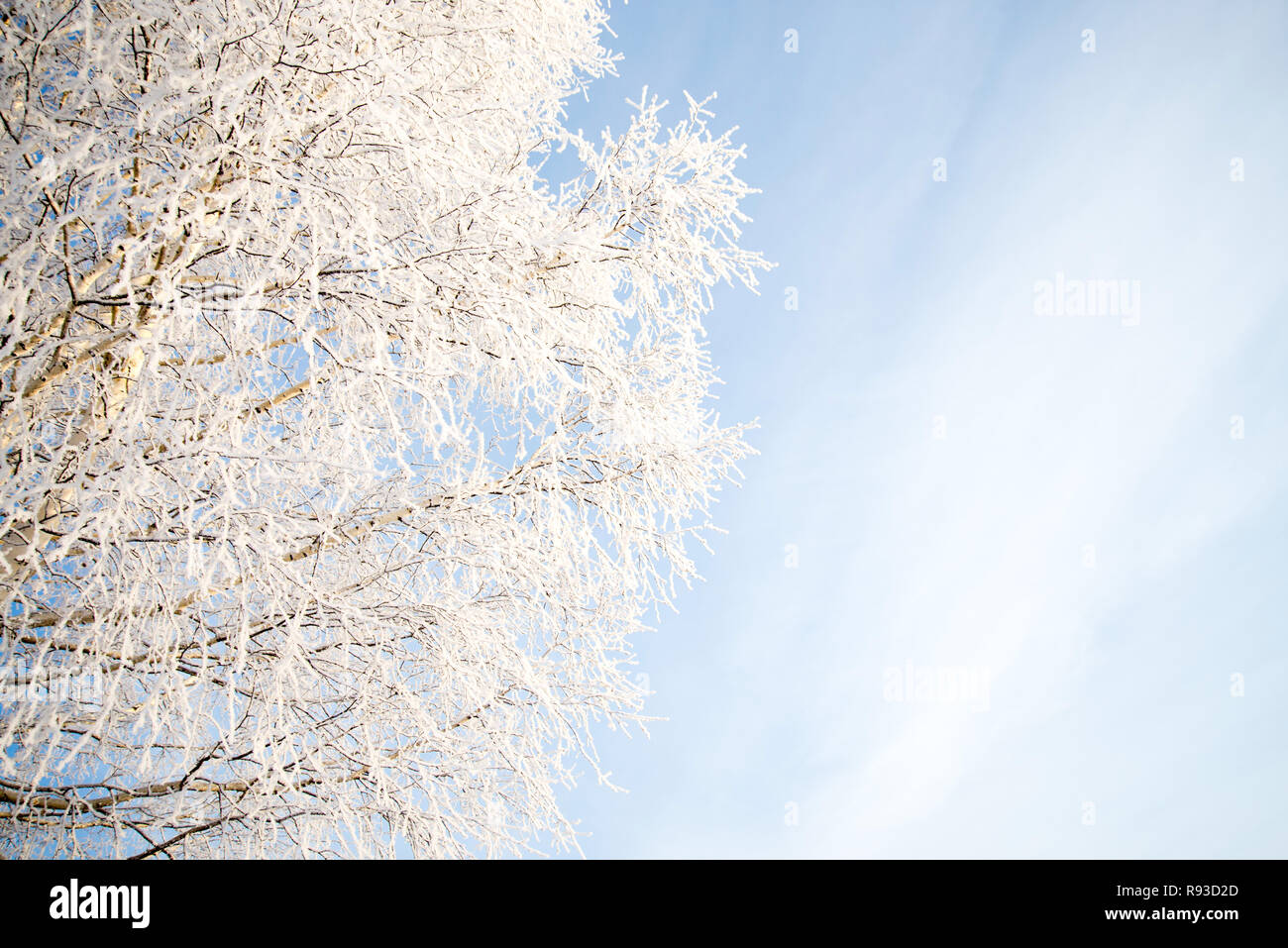 Frosted tree in frosty day against the blue sky, drizzle on tree ...