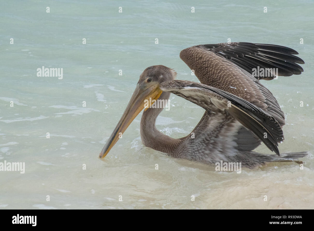 Large pouch hi-res stock photography and images - Alamy