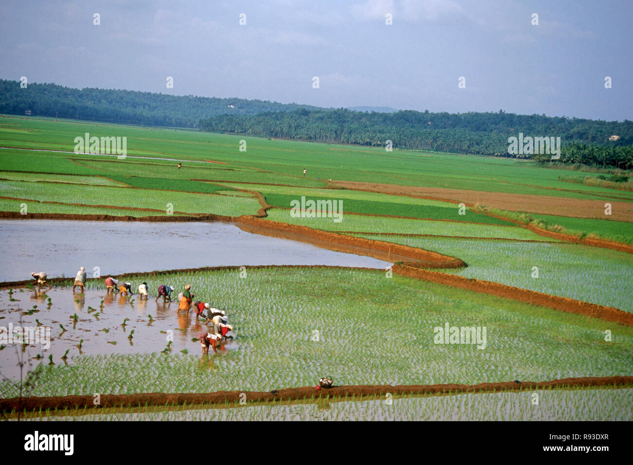 Kerala women farmers hi-res stock photography and images - Alamy