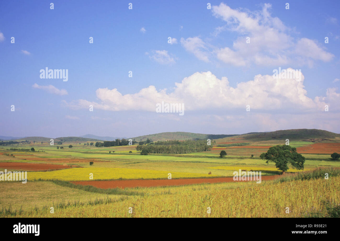 colorful grassland, araku Stock Photo - Alamy