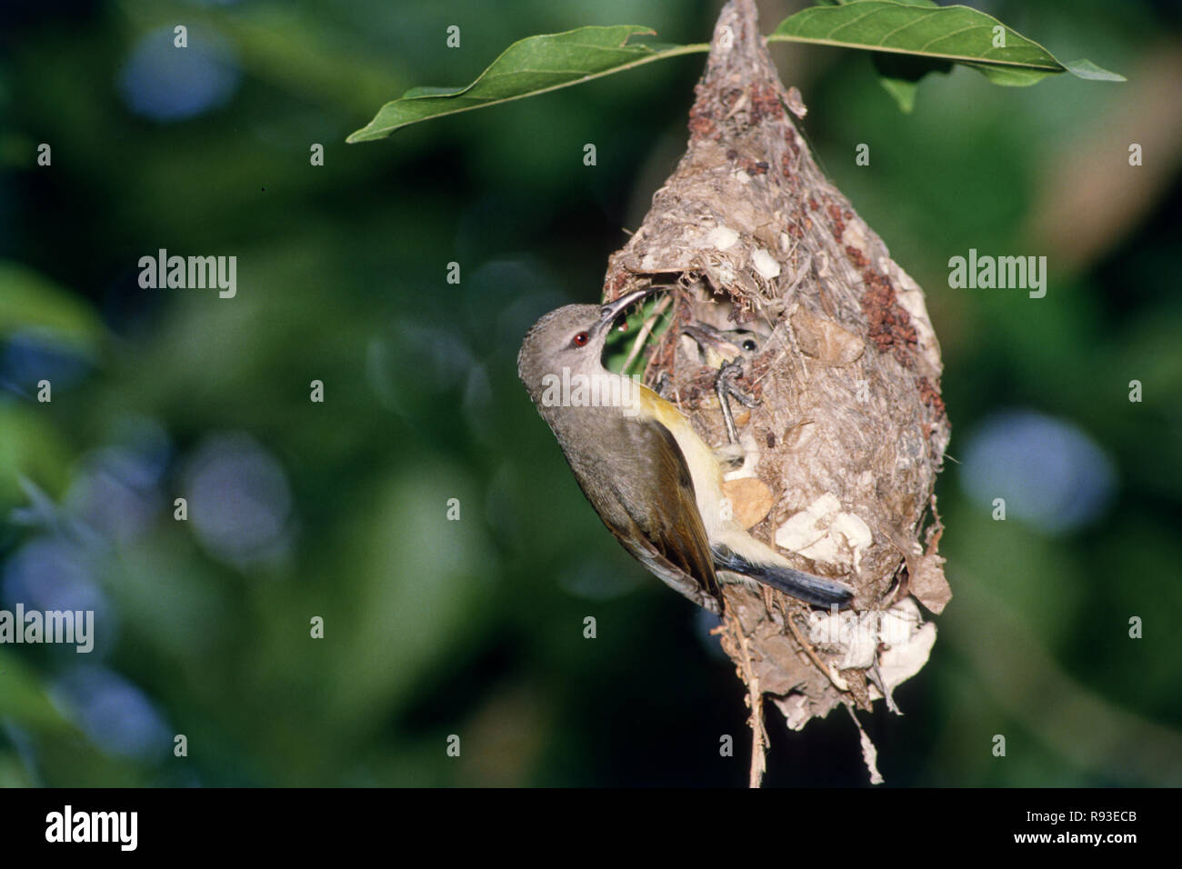 Indian sunbird hi-res stock photography and images - Alamy
