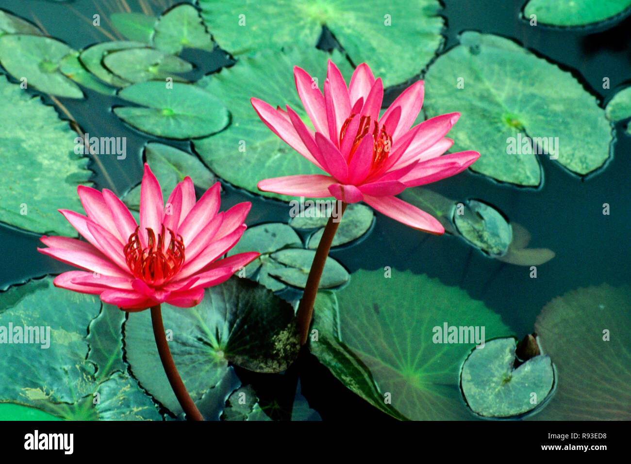 Pink Lotus The National Flower Of India High Resolution Stock ...