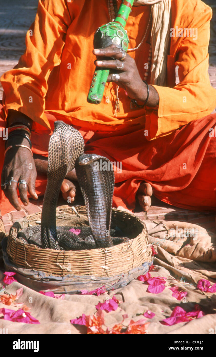 Working with snakes hi-res stock photography and images - Alamy