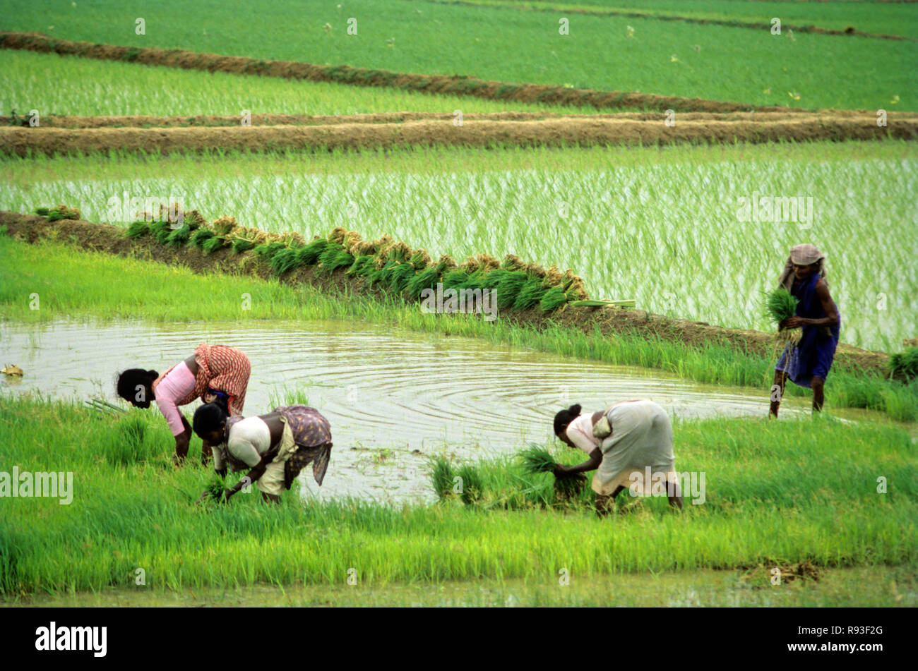 Sns 15939 hi-res stock photography and images - Alamy