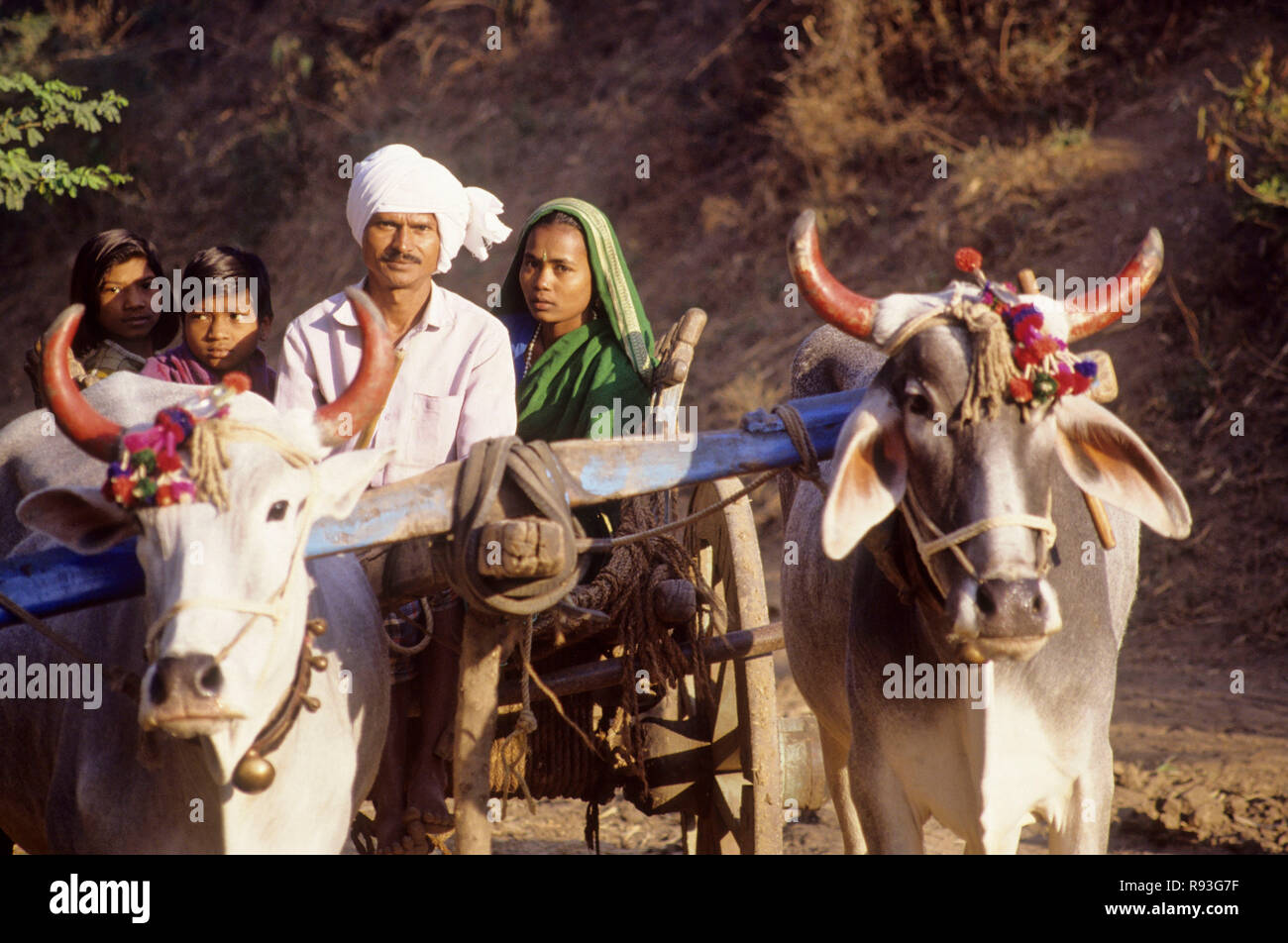 Bullocks pulling cart hi-res stock photography and images - Alamy