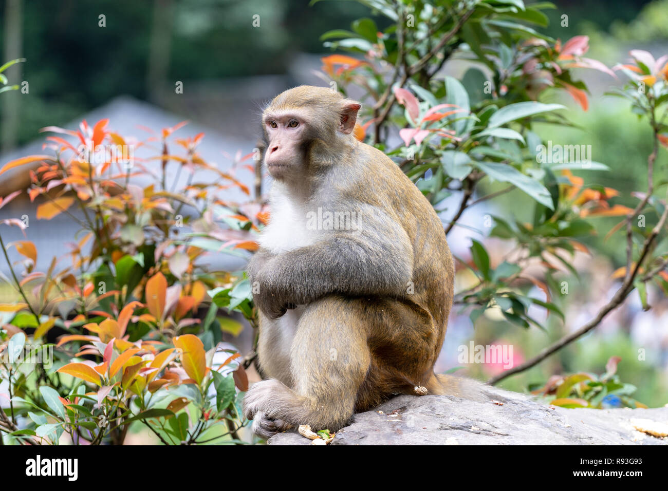 Cute sitting monkey Stock Photo - Alamy