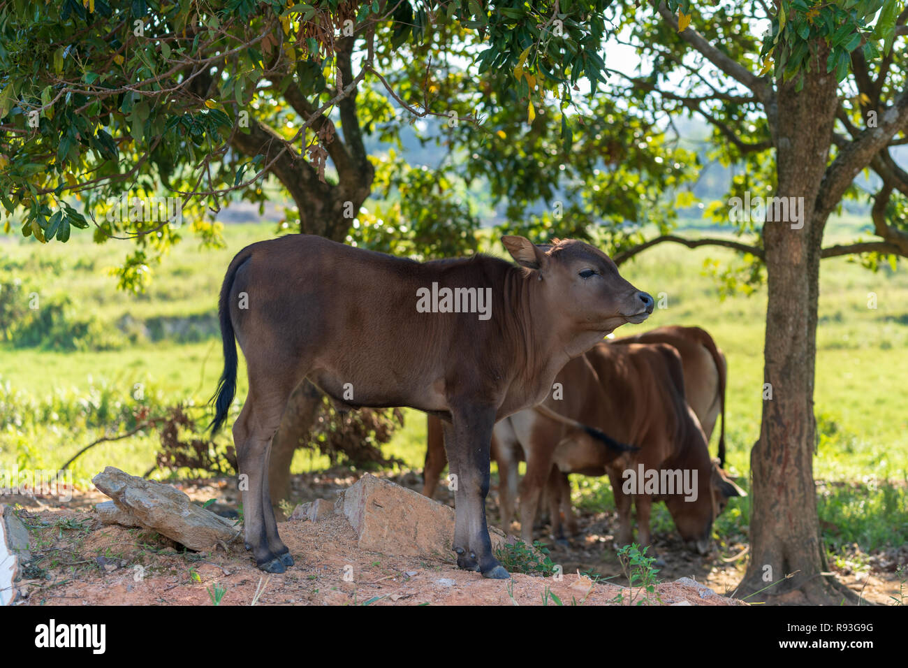 cow in the jungle Stock Photo - Alamy