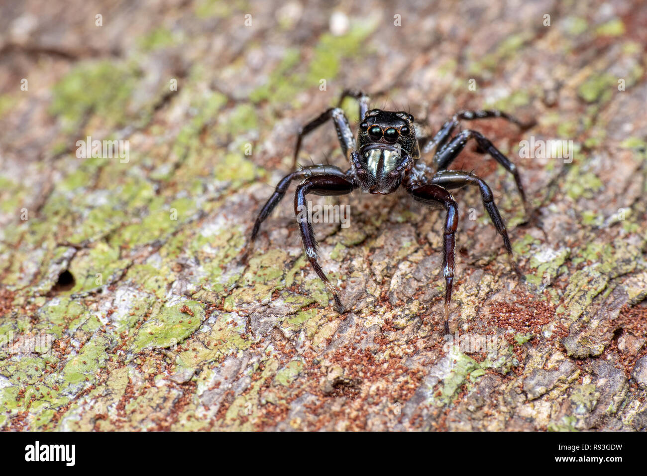 Jumping spider (Salticidae) hunting on tree bark in tropical rainforest ...