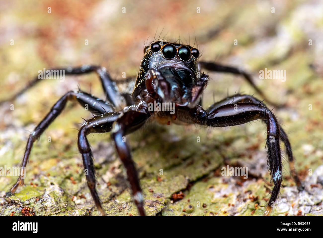 Jumping spider (Salticidae) hunting on tree bark in tropical rainforest ...