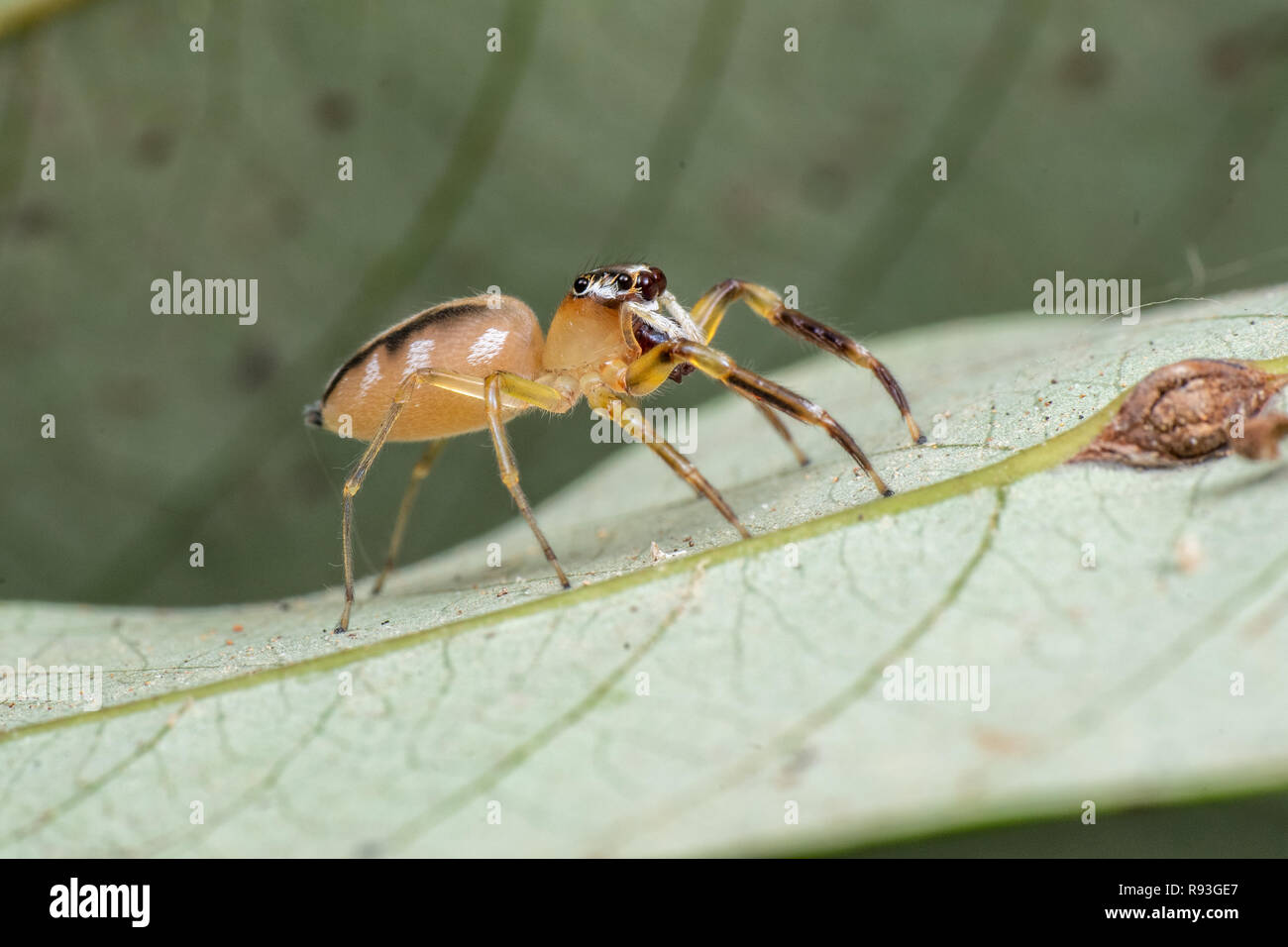 Beige spotted jumping spider (Salticidae) hunting on a leaf in tropical ...