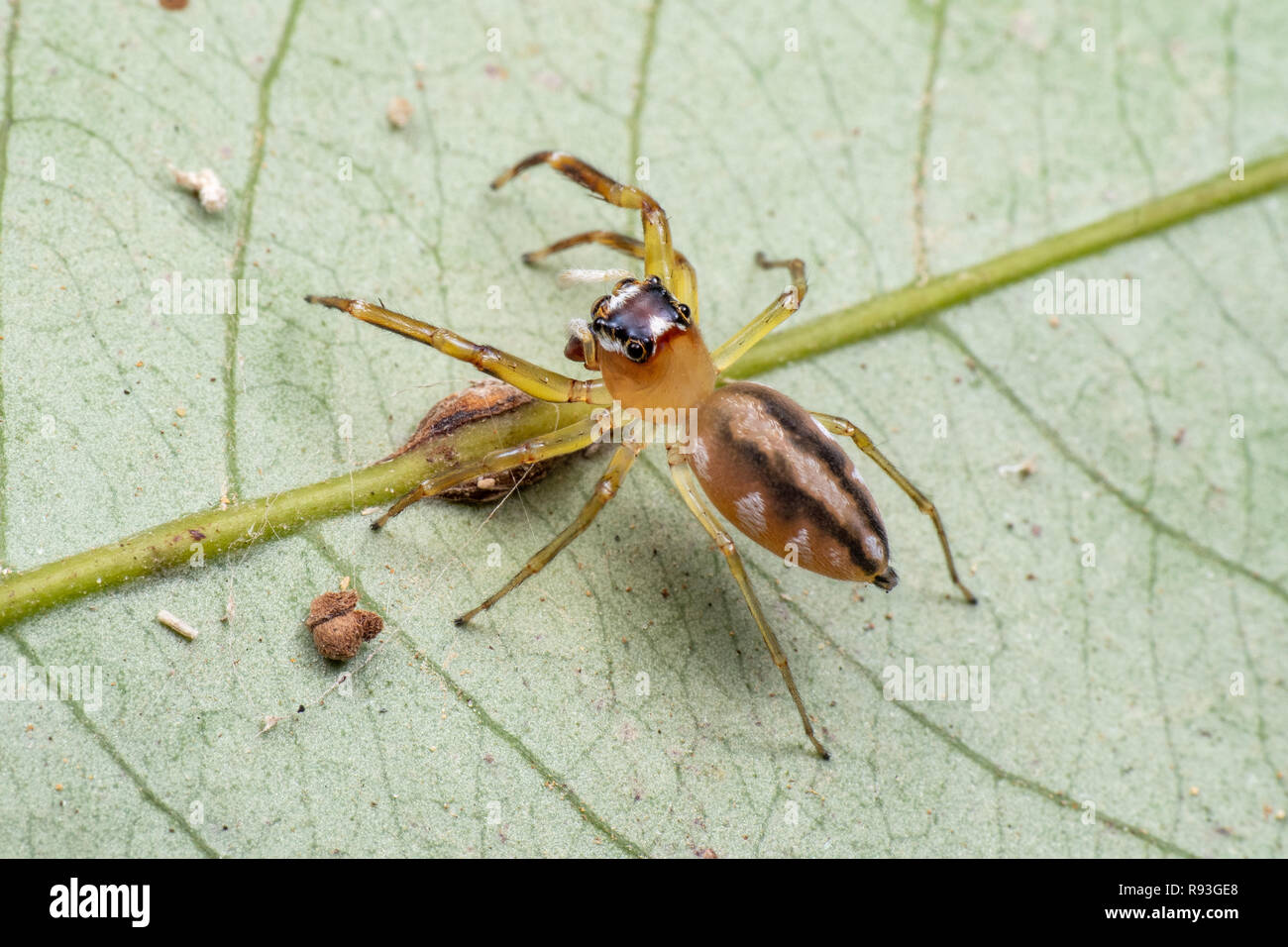 Beige spotted jumping spider (Salticidae) hunting on a leaf in tropical ...