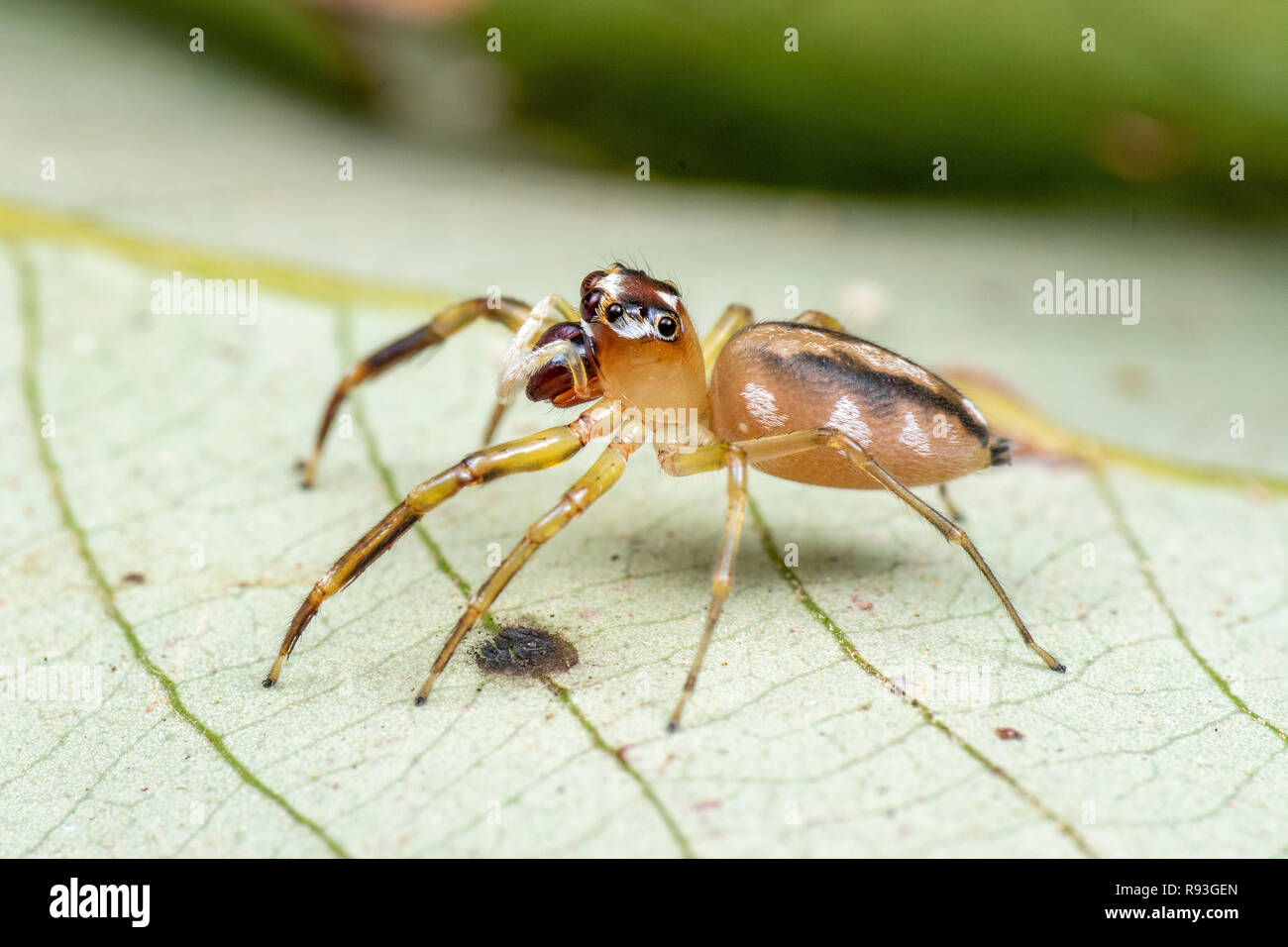 Beige spotted jumping spider (Salticidae) hunting on a leaf in tropical ...