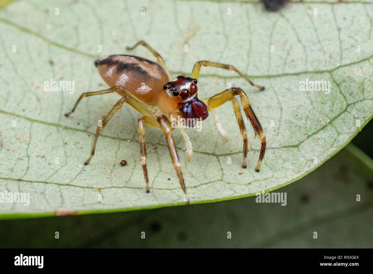 Beige spotted jumping spider (Salticidae) hunting on a leaf in tropical ...