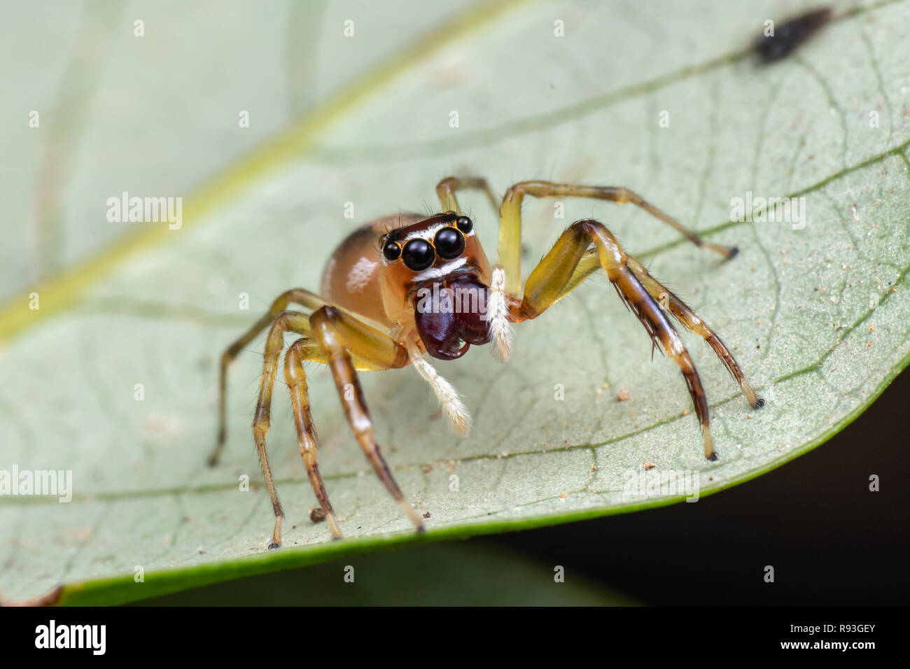 Beige spotted jumping spider (Salticidae) hunting on a leaf in tropical ...