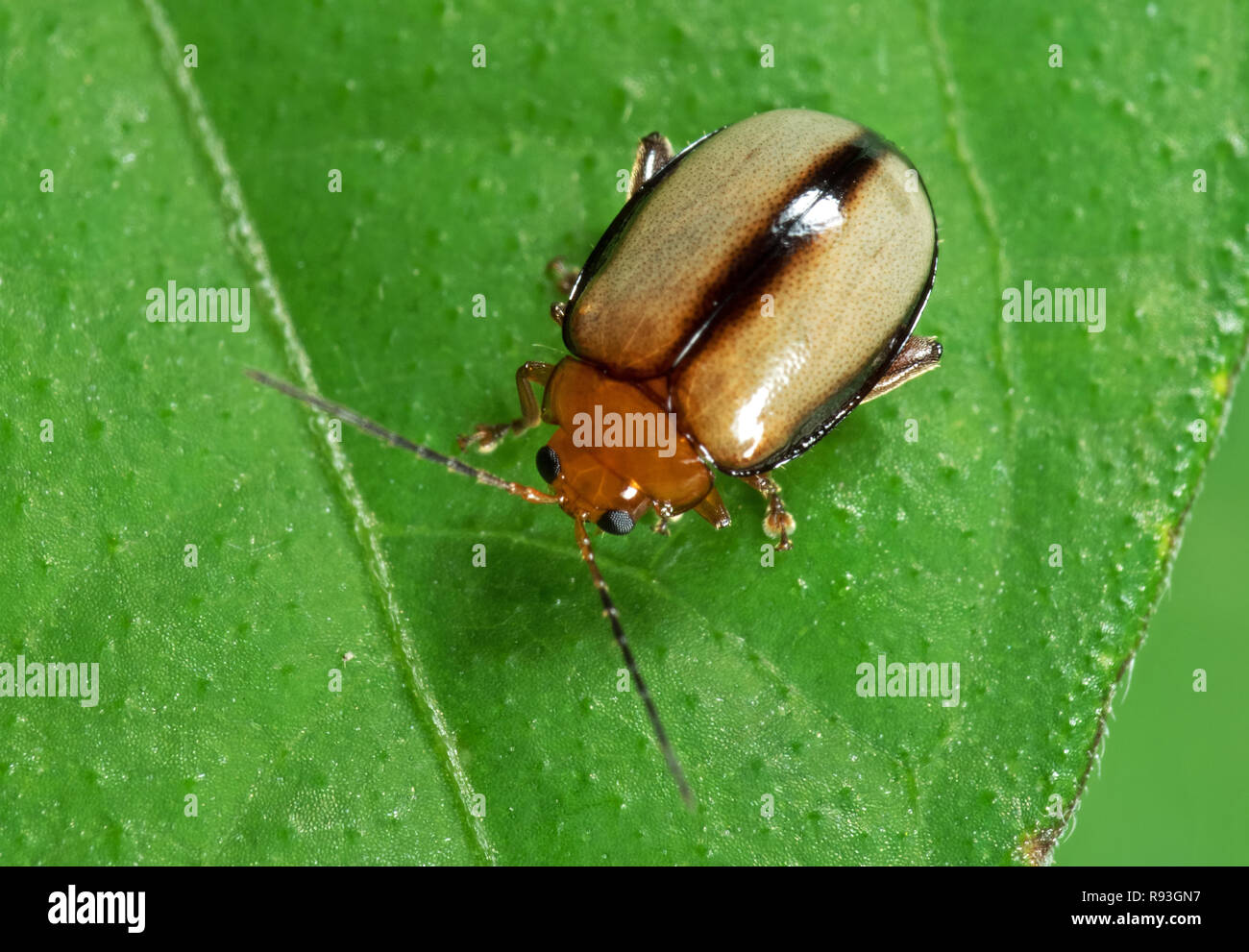 Macro Photography of Cute Little Beetle on Green Leaf Stock Photo - Alamy