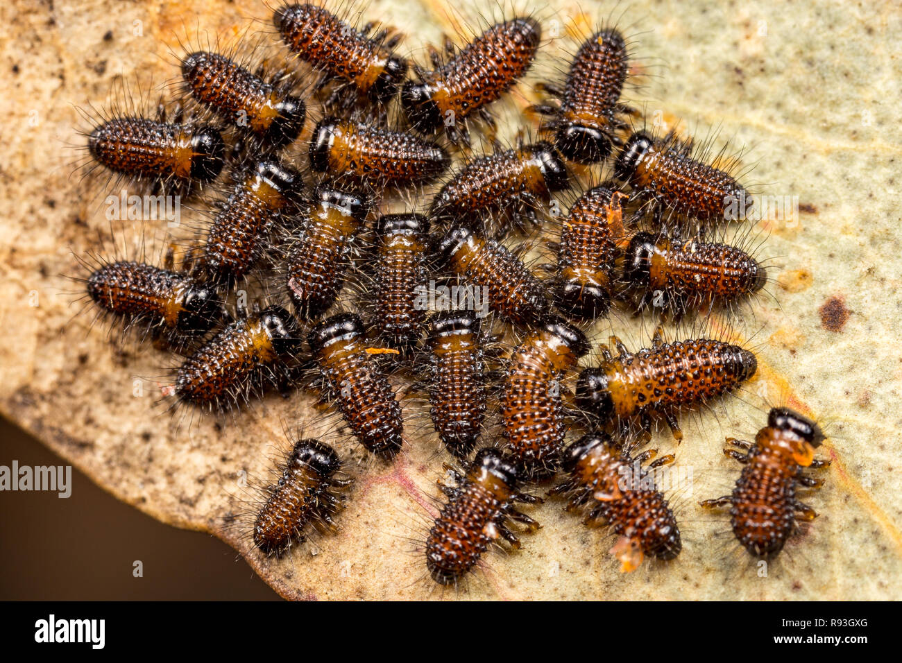 A group of newly hatched sawfly larvae (Perga sp.) on a gum tree in ...