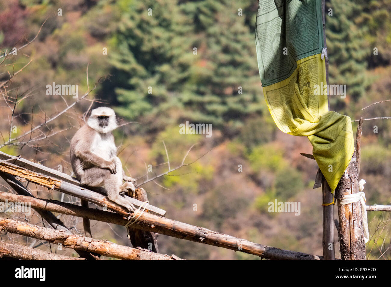 Langurs hi-res stock photography and images - Alamy