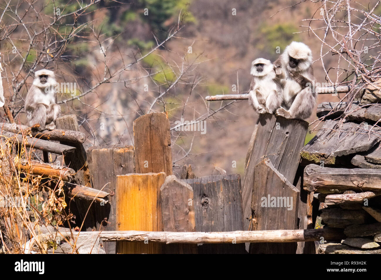 Langurs hi-res stock photography and images - Alamy