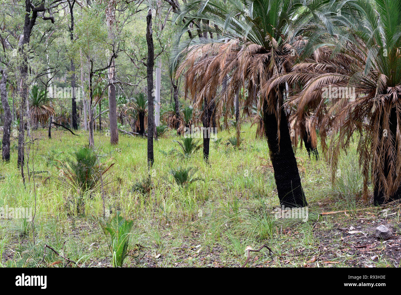 Cycads hi-res stock photography and images - Alamy