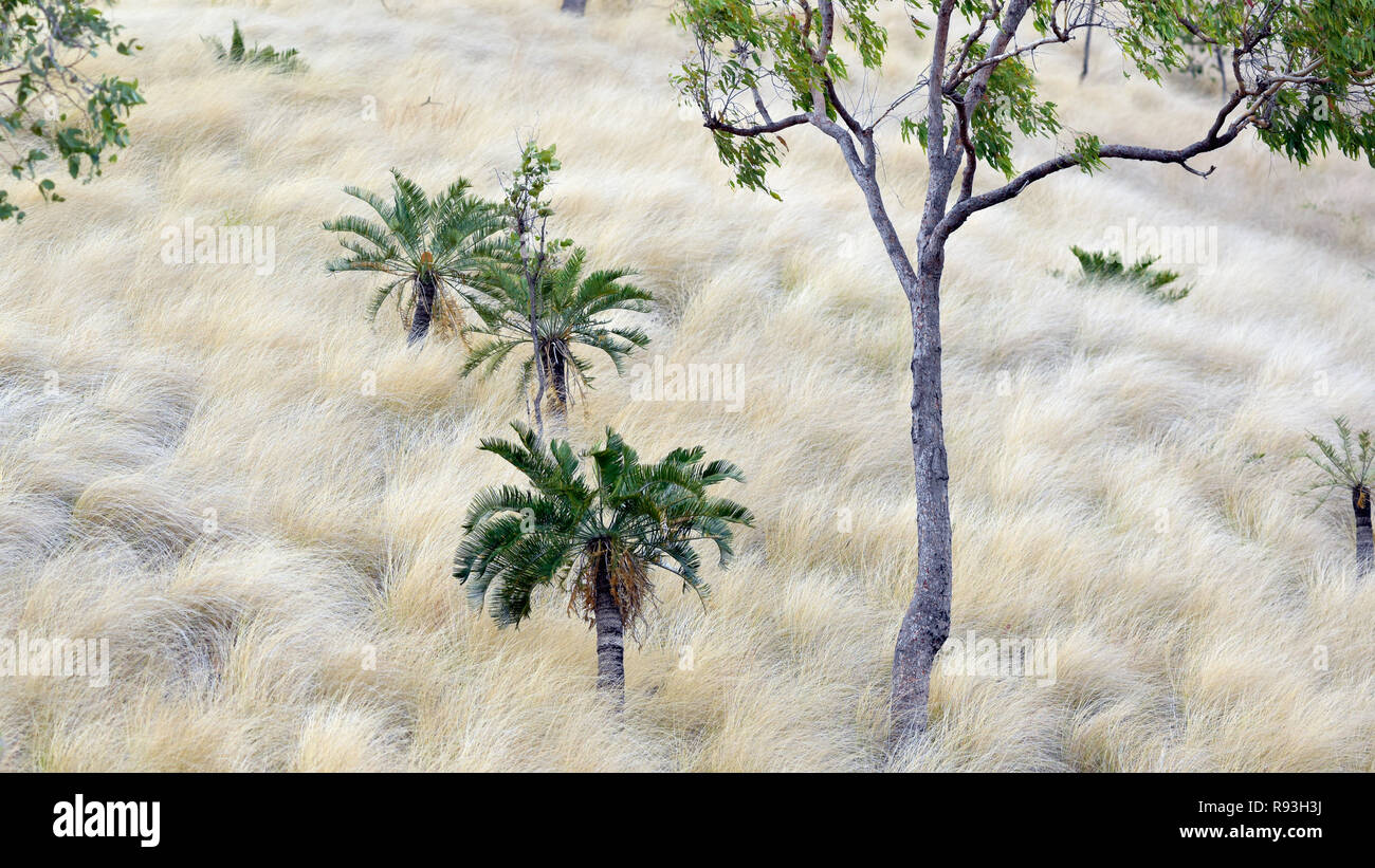Cycads hi-res stock photography and images - Alamy