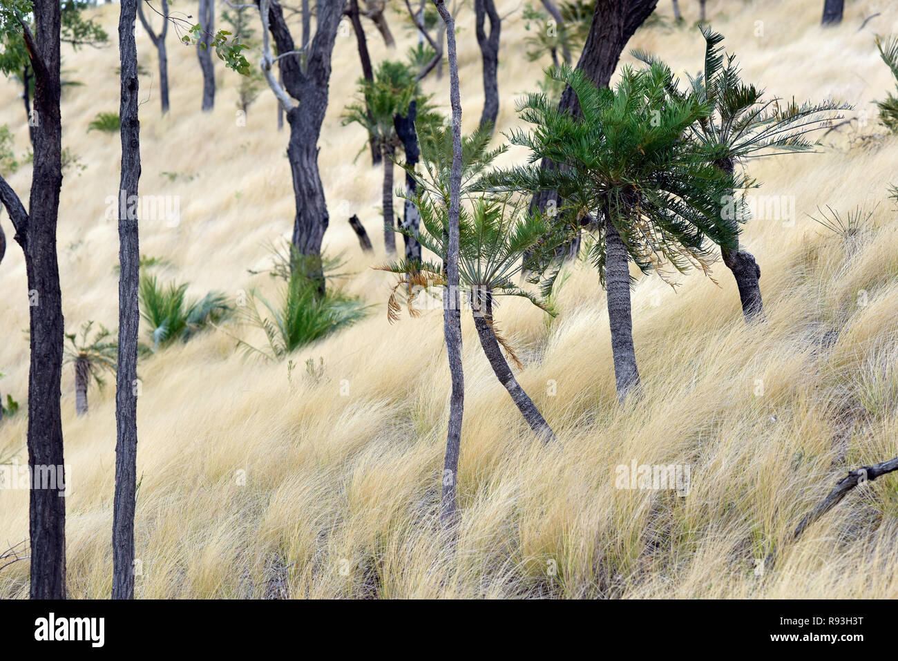 Cycads hi-res stock photography and images - Alamy