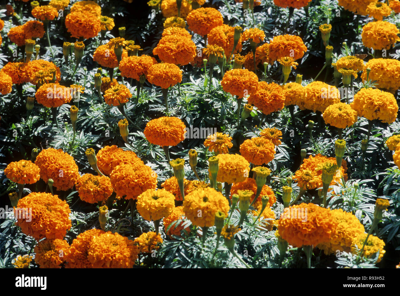 Marigold gardens hi-res stock photography and images - Alamy