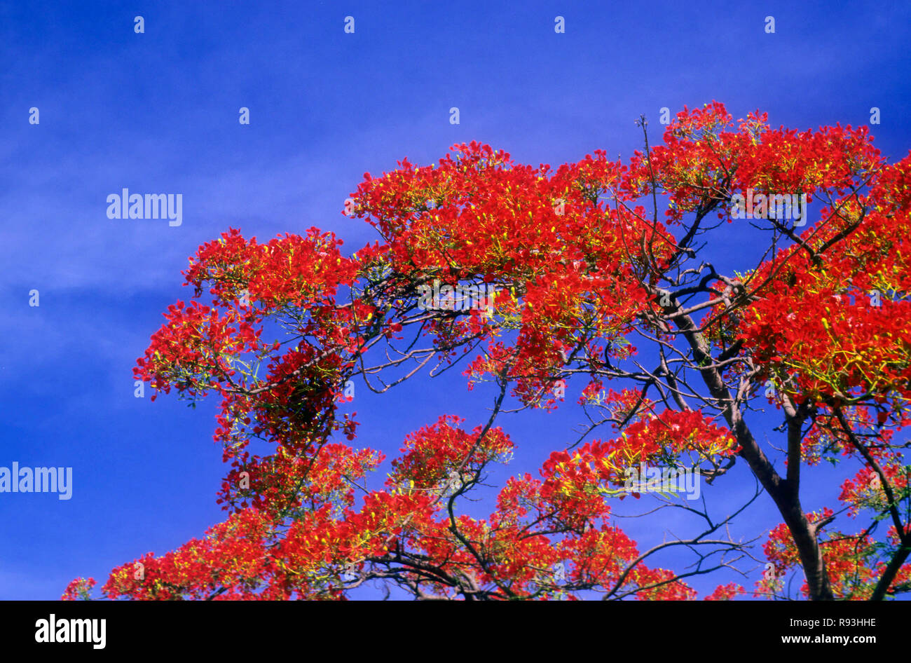 Gulmohar tree india hi-res stock photography and images - Alamy