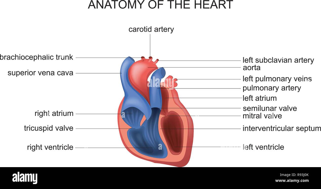 vector illustration of heart anatomy. cardiology and surgery Stock ...