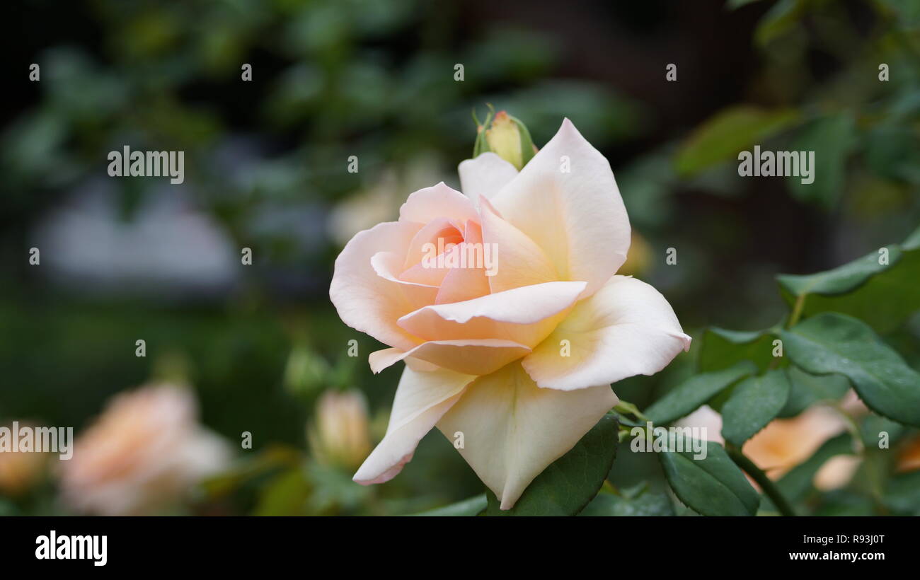 Lovely rose hi-res stock photography and images - Alamy