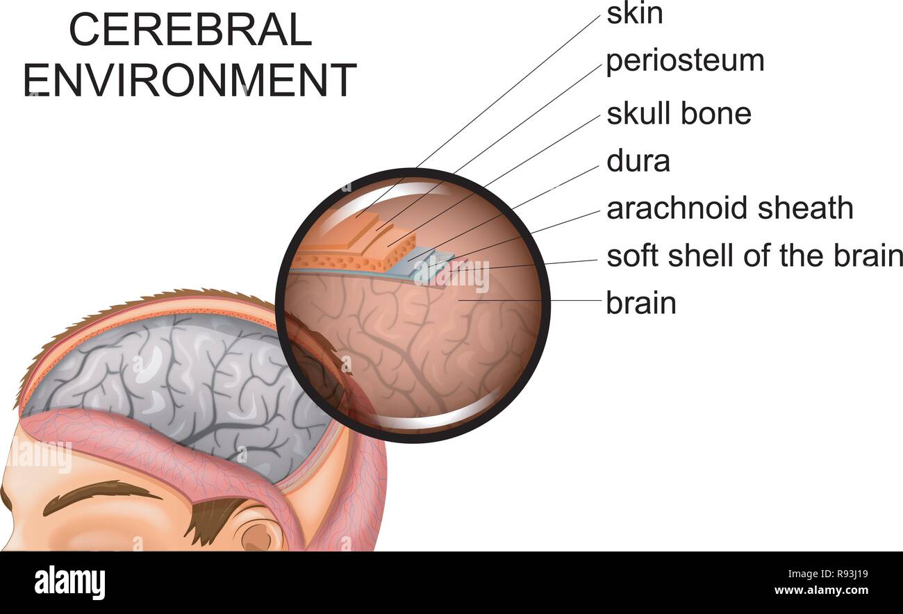 vector illustration of anatomy of the meninges Stock Vector Image & Art ...