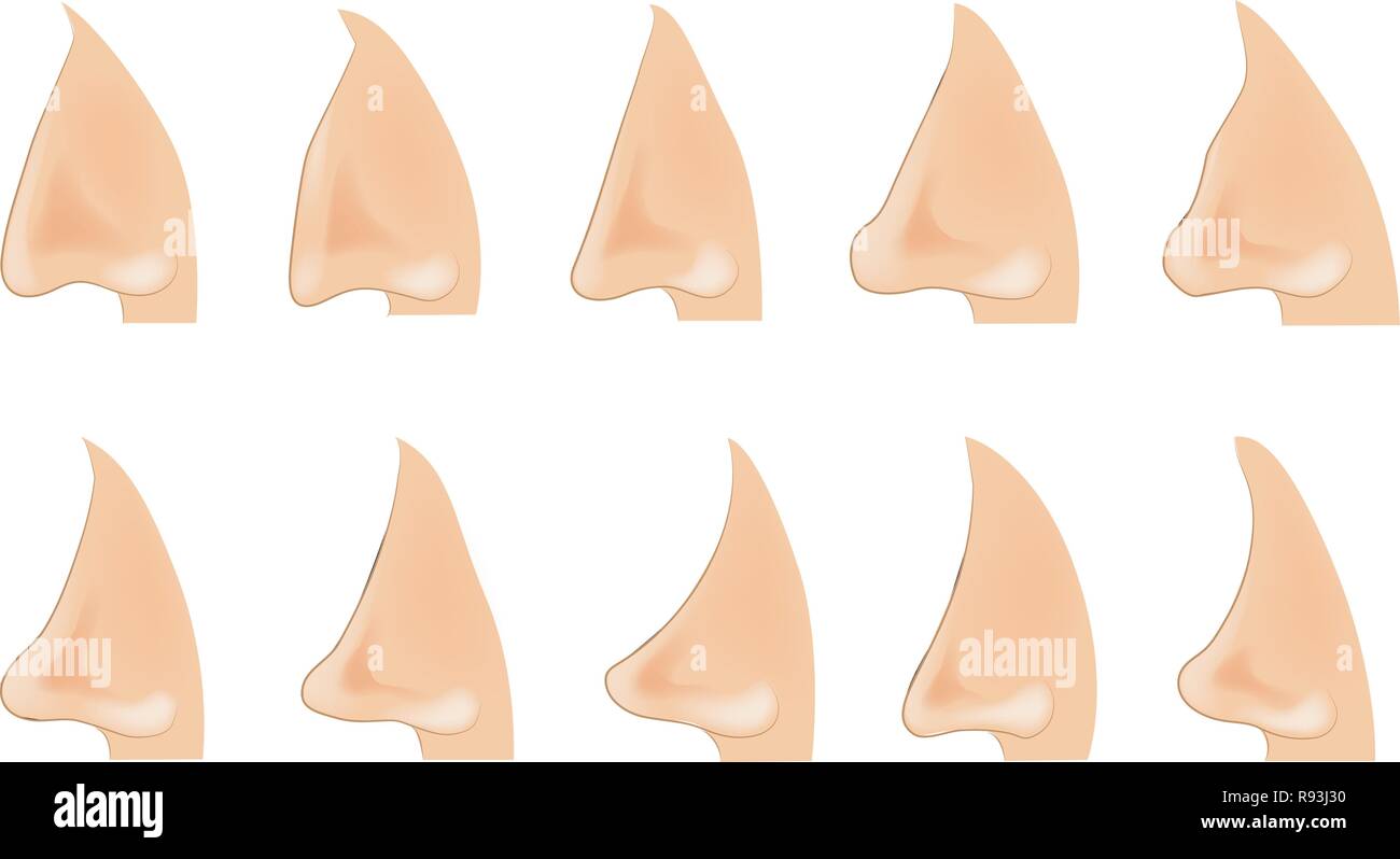 vector illustration of the shape of the nose Stock Vector Image & Art ...