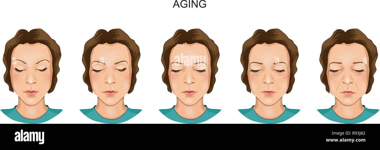 vector illustration of a model of the ageing female face Stock Vector ...