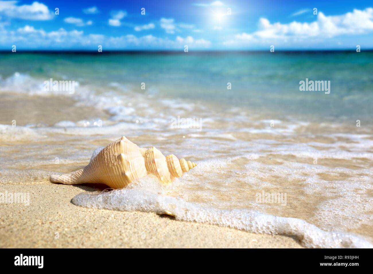 Basket sea star hi-res stock photography and images - Alamy