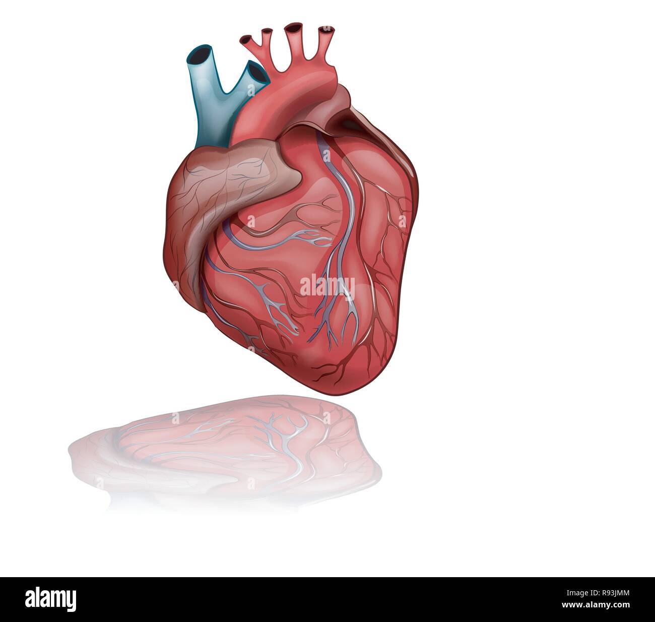 vector illustration of anatomy of the healthy human heart Stock Vector ...