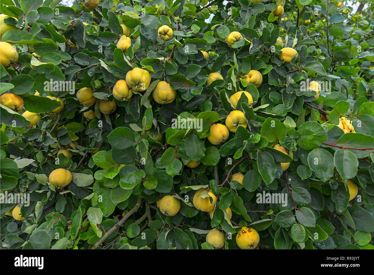 Quinces Cydonia Oblonga At Tree High Resolution Stock Photography and ...