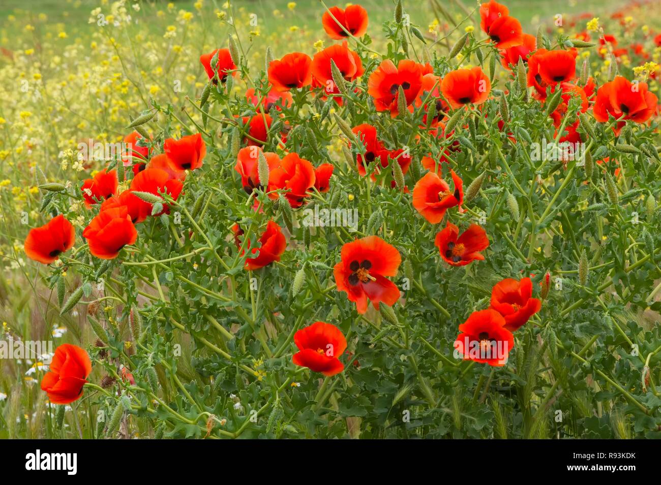 Corn field turkey hi-res stock photography and images - Alamy