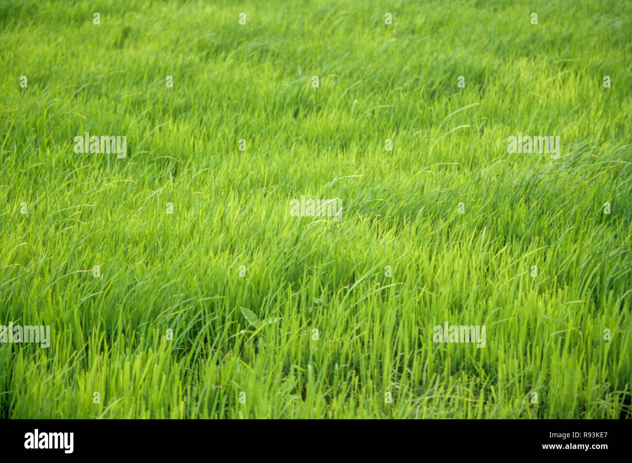 Indian rice farm hi-res stock photography and images - Alamy