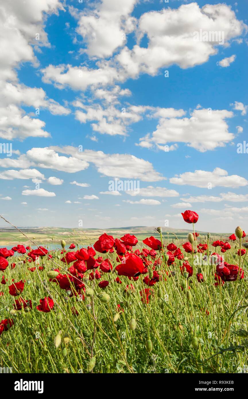 Poppies turkey hi-res stock photography and images - Alamy