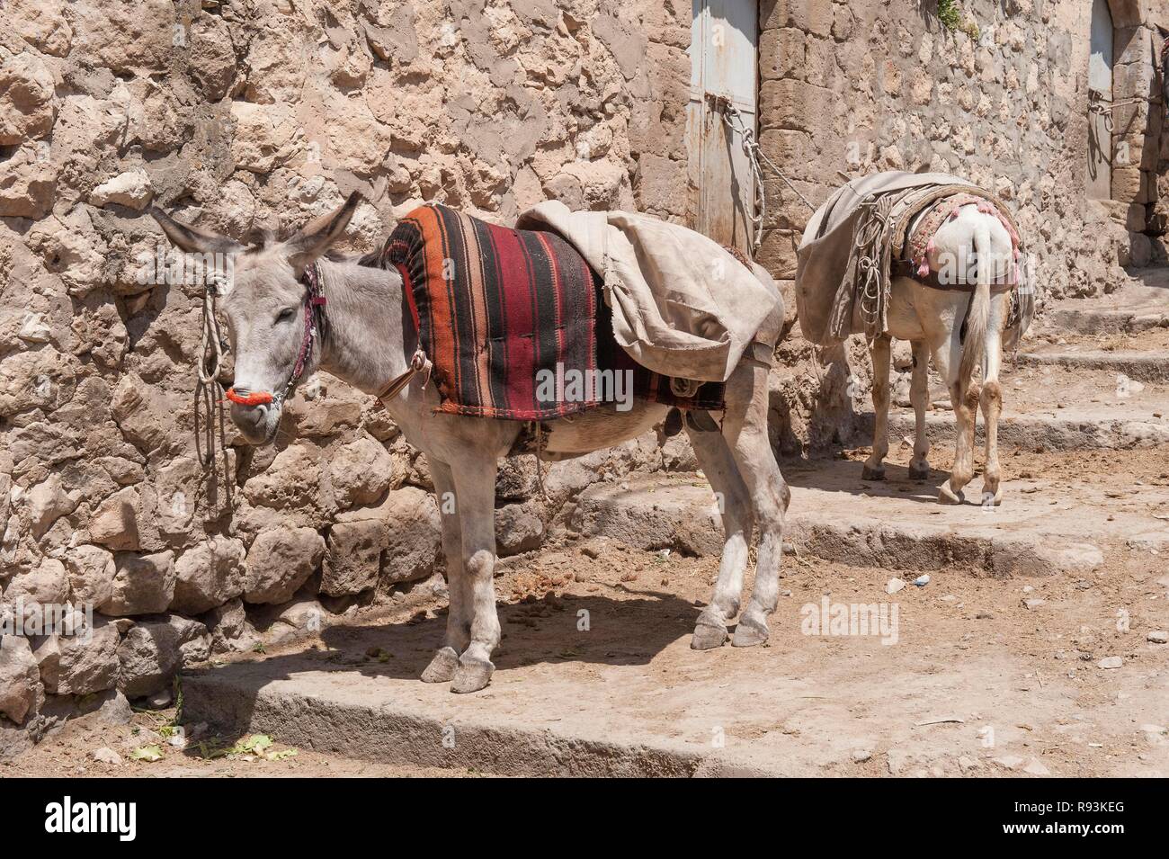 Donkeys, Mardin market, Anatolia, Eastern Turkey Stock Photo - Alamy