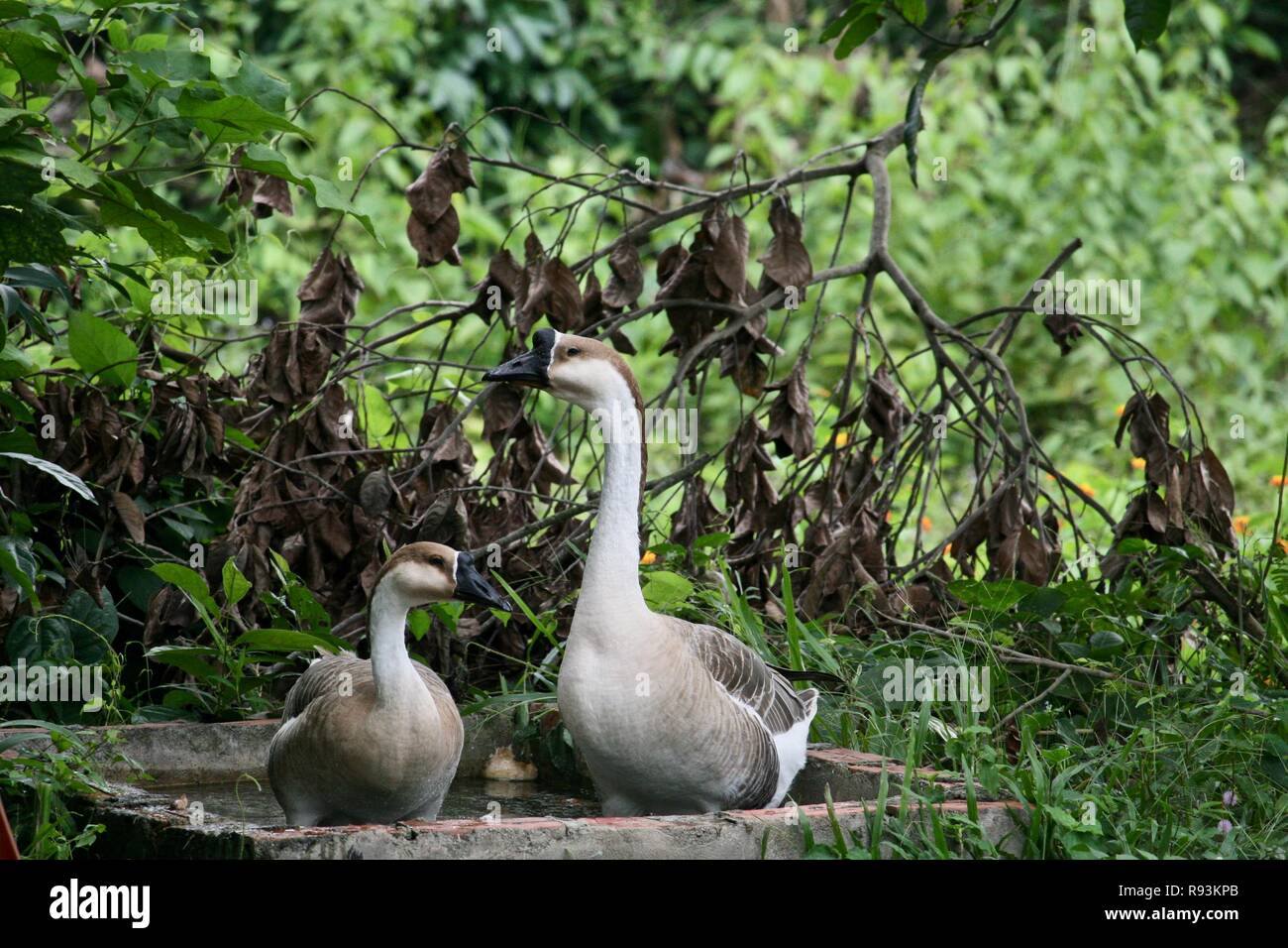 Chinese geese hi-res stock photography and images - Alamy