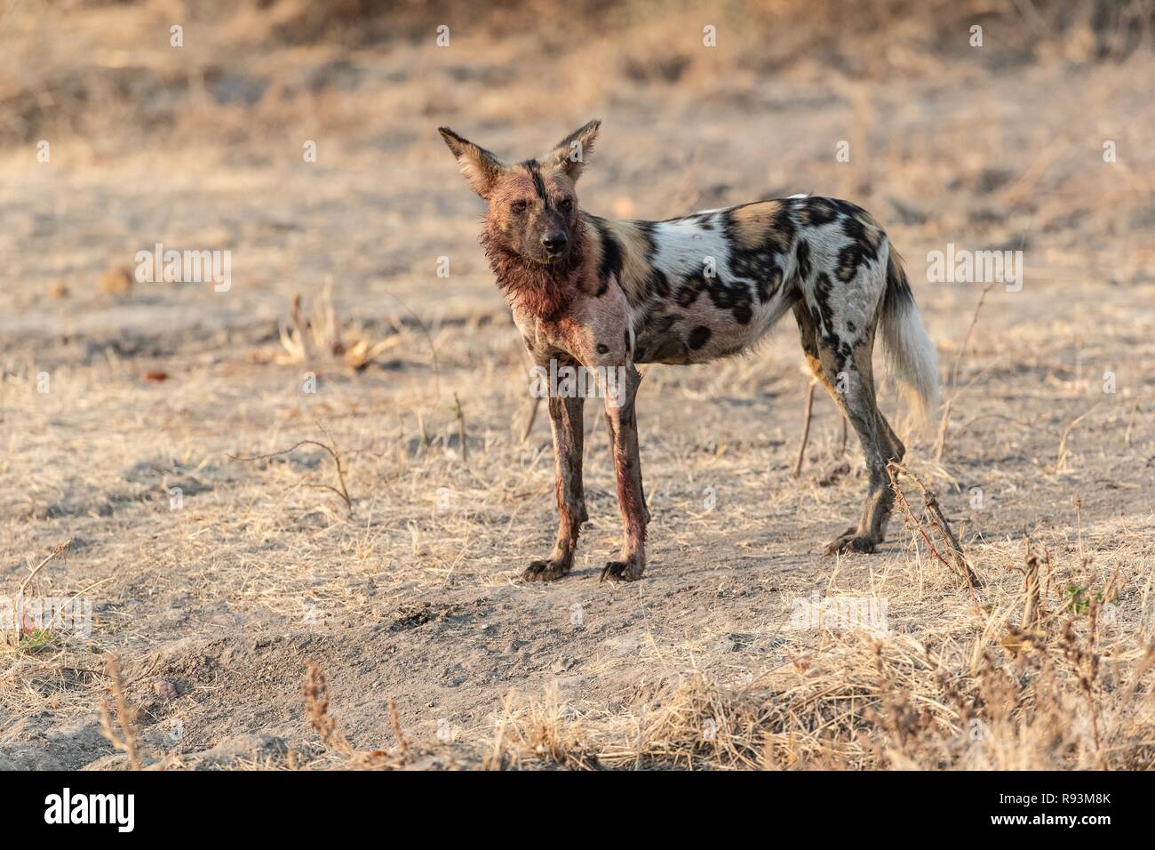 Lone dog hi-res stock photography and images - Alamy